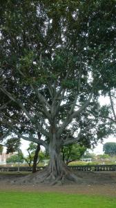 Trees and books | Chuck Redman